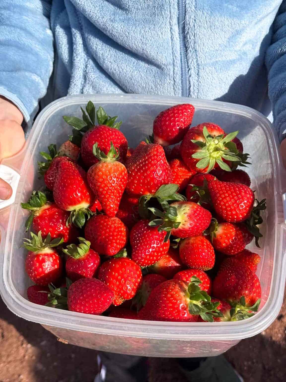 What to Eat in June: Seasonal Recipes, Produce & Meal Ideas